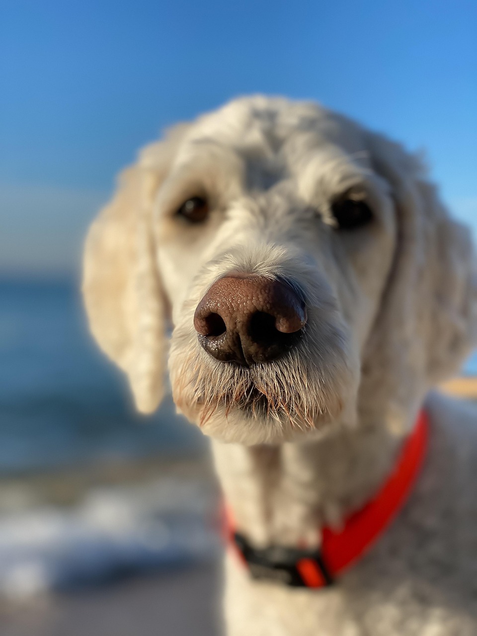 10,000+ Free Goldendoodle Puppy & Dog Images - Pixabay 10,000+ Free Goldendoodle Puppy & Dog Images - Pixabay