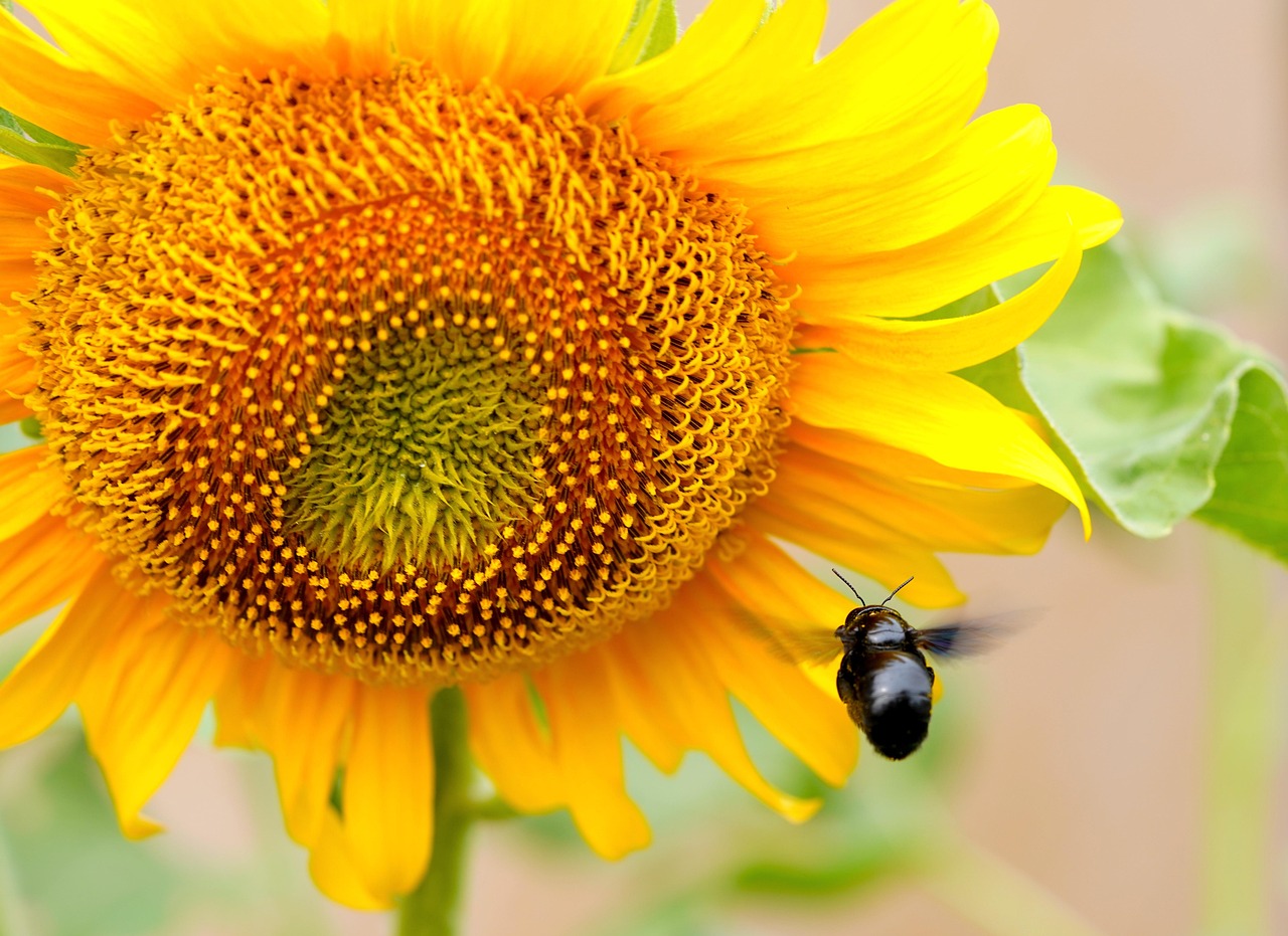 Flower Sun Flora Carpenter - Free photo on Pixabay