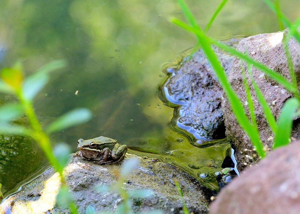 Small Frog Lake Fauna - Free photo on Pixabay