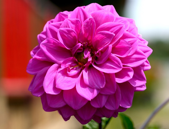 Flor Dália Flora - Foto gratuita no Pixabay