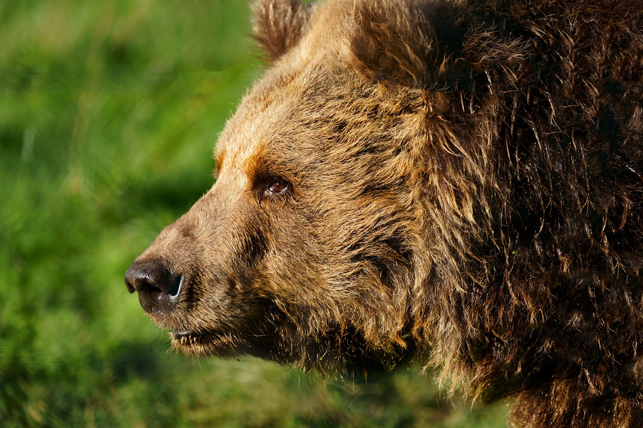 Animal Urso Selvagem - Foto gratuita no Pixabay - Pixabay