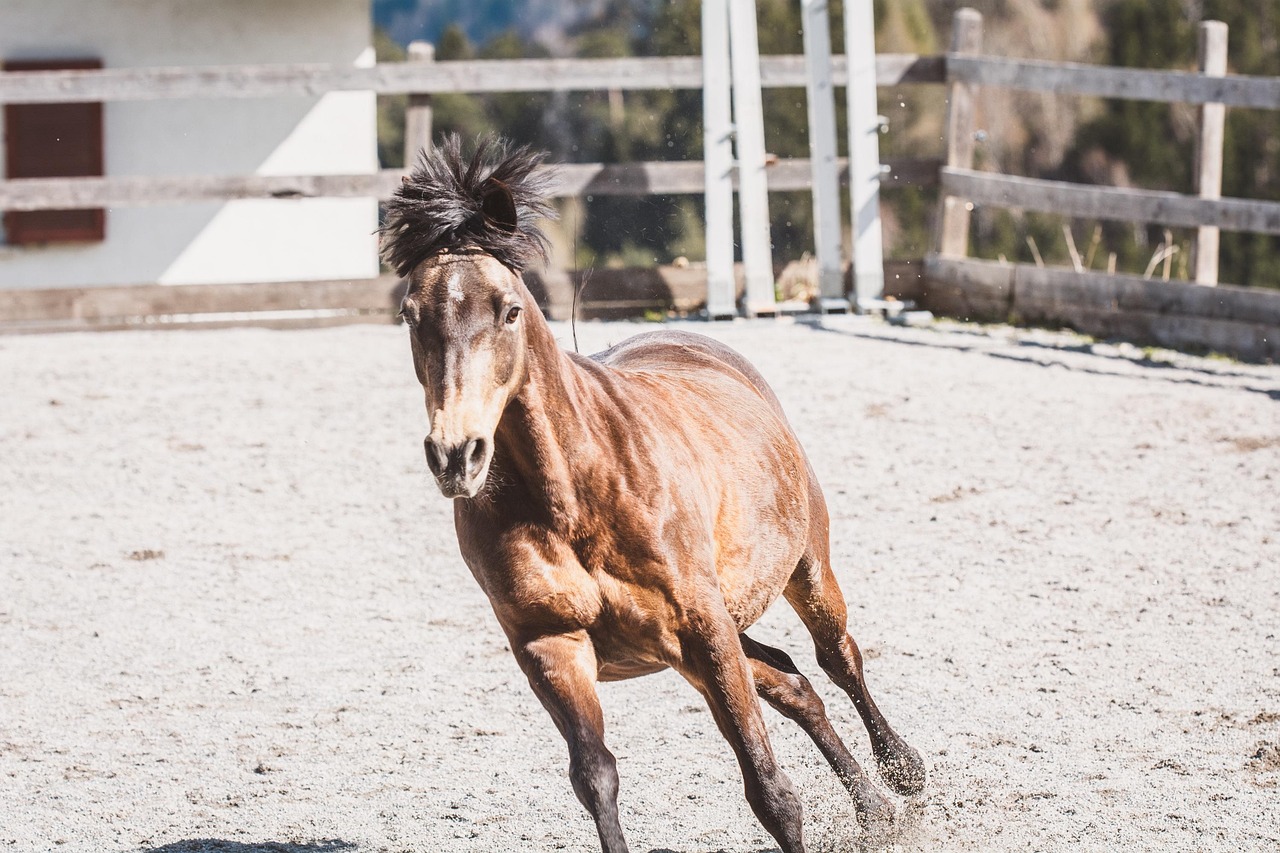 Caballo Poni Yegua - Foto gratis en Pixabay - Pixabay