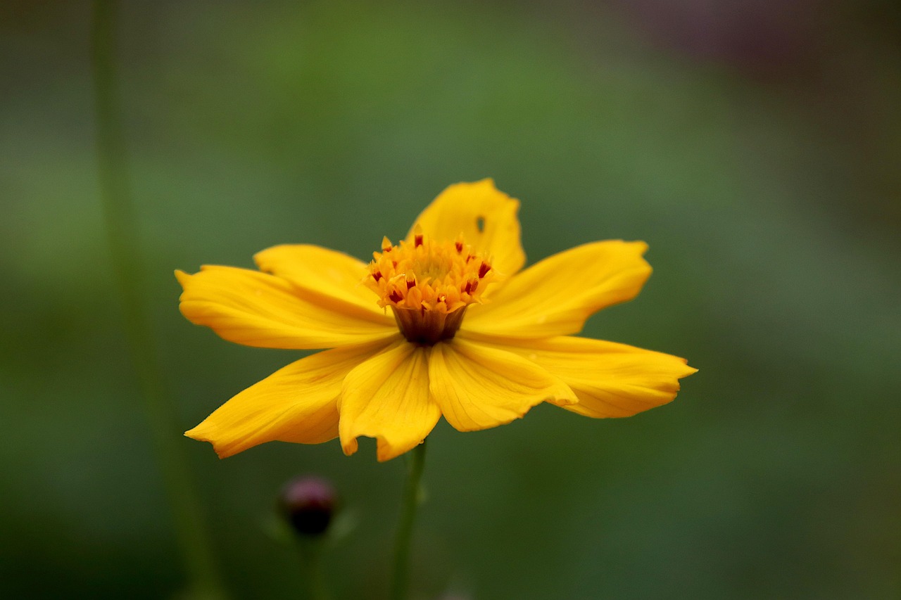 Cosmos Flower Sulphurous - Free photo on Pixabay