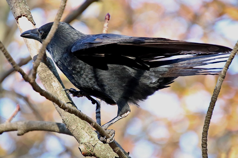 Cuervo Aves De Color Negro - Foto gratis en Pixabay