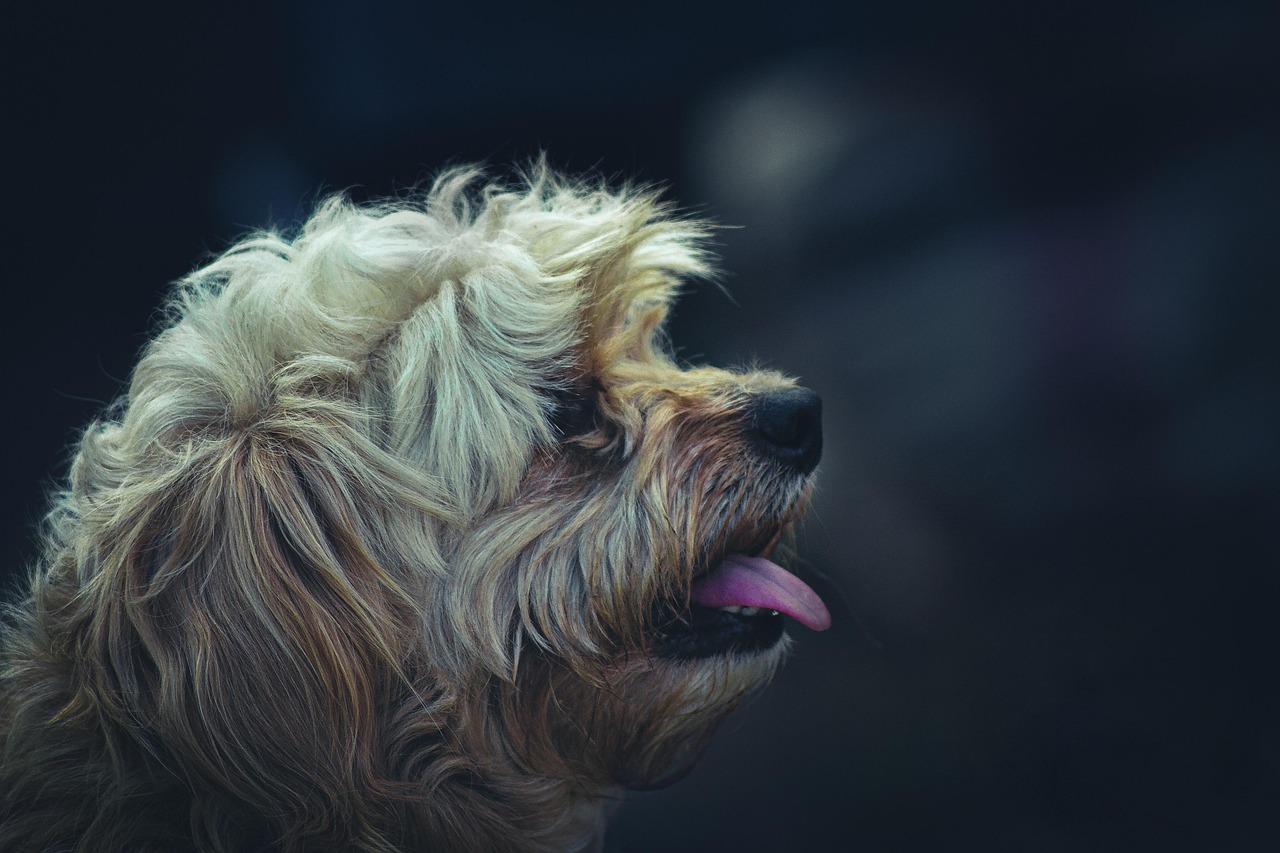 90+ Free Bichon & Bichon Frise Images - Pixabay
