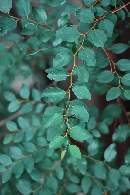 Leaves Branch Leaflet - Free photo on Pixabay