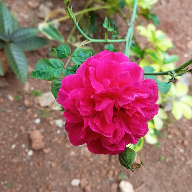 Rose Fleur Bloom - Photo gratuite sur Pixabay - Pixabay