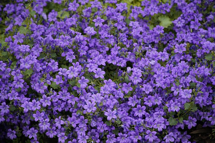 500+ Free Blue Bells & Blue Photos - Pixabay