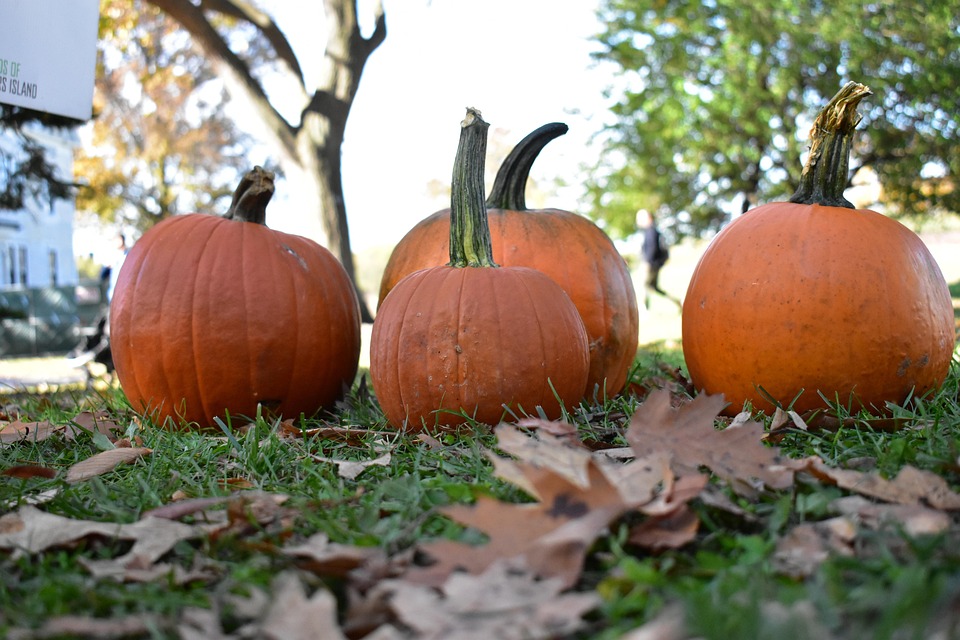 Pumpkins Halloween Decoration - Free photo on Pixabay