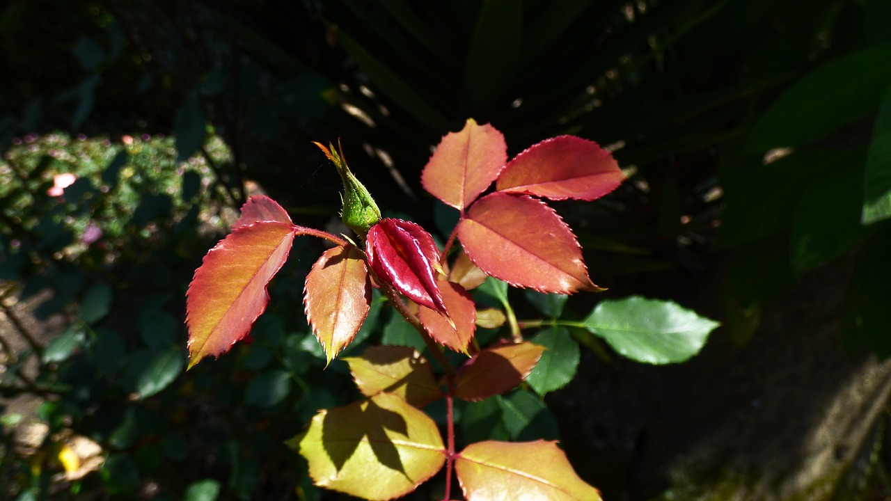 Rose Blätter Herbst - Kostenloses Foto auf Pixabay - Pixabay