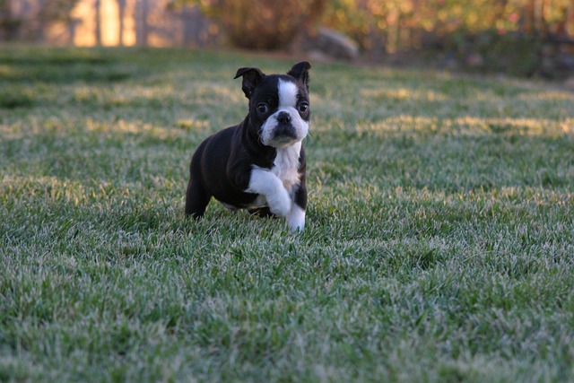 Boston Terrier Puppy Dog - Free photo on Pixabay