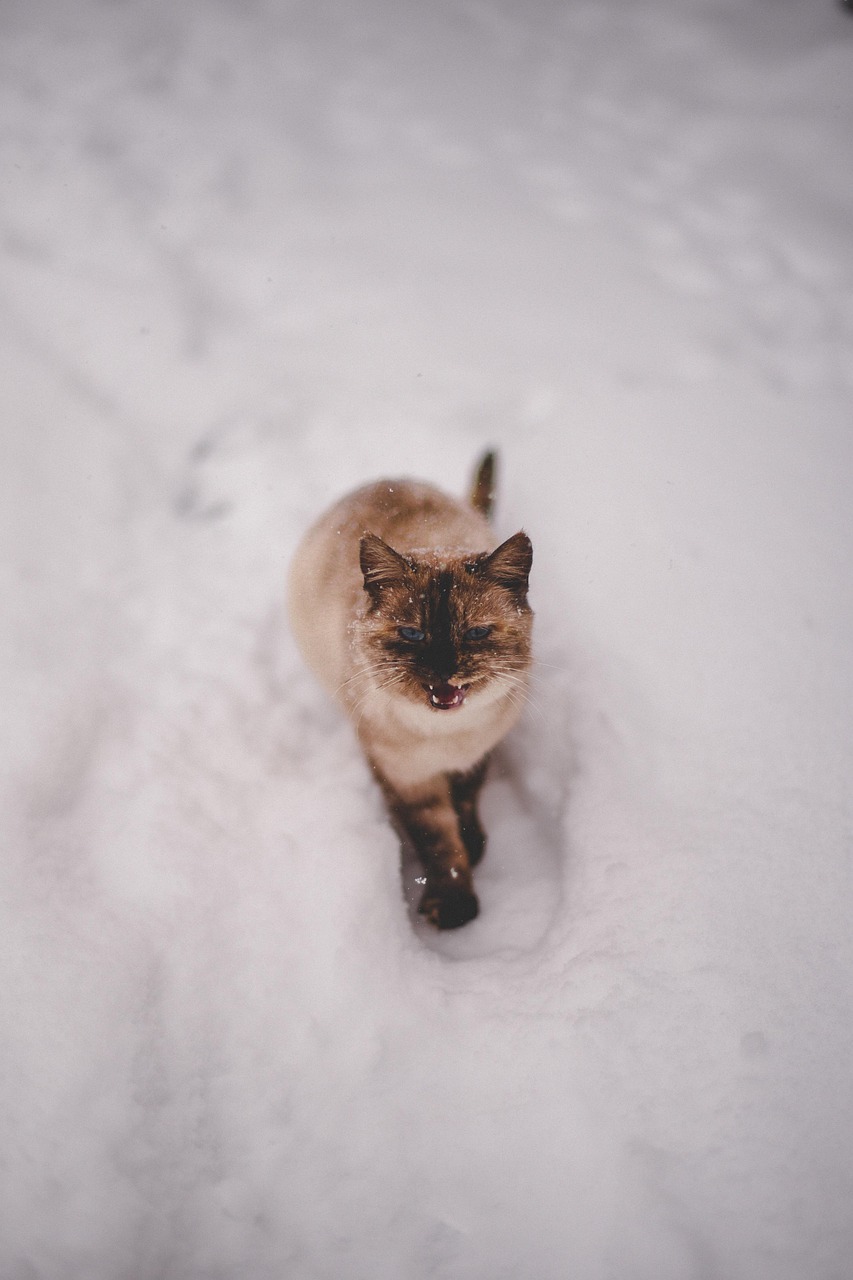 20,000+ Free Cats Aesthetic & Cat Images - Pixabay
