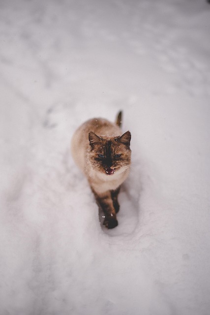 Cat Snow Outdoors - Free photo on Pixabay
