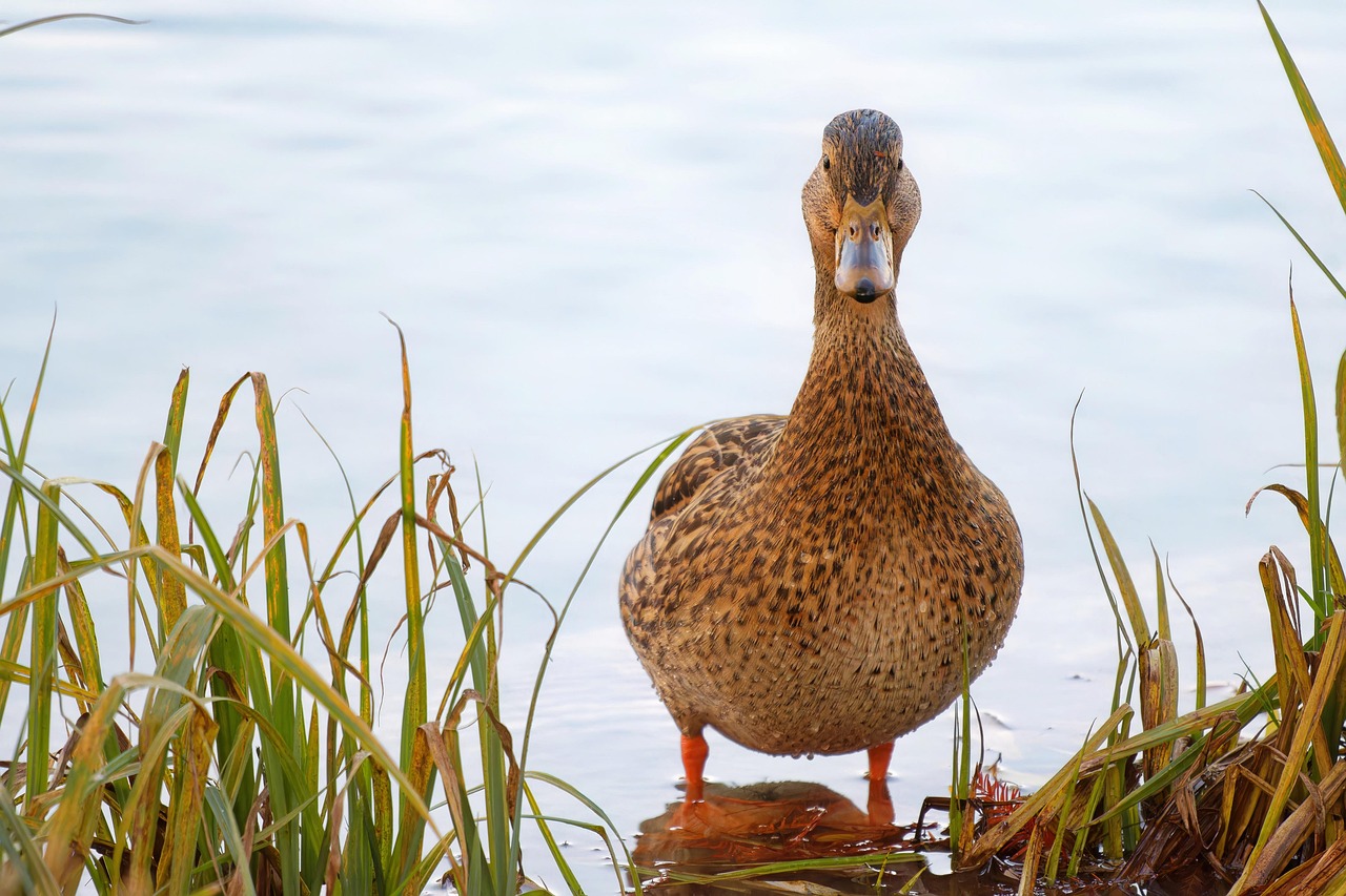 Burung Bebek Danau - Foto gratis di Pixabay - Pixabay