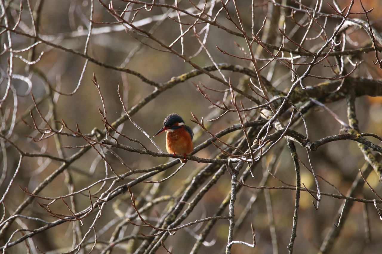 1,000+ Free Biodiversity & Nature Images - Pixabay