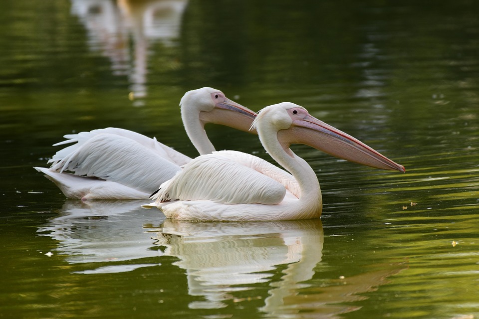 Pelicans Birds Pond - Free photo on Pixabay