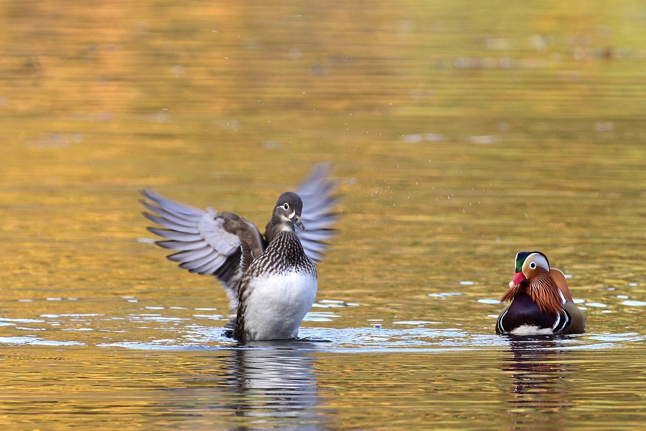 Birds Ornithology Mandarin Ducks - Free photo on Pixabay - Pixabay