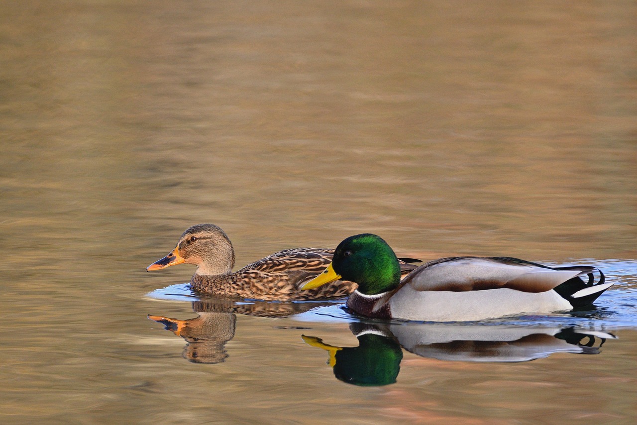 Birds Mallards Ornithology - Free photo on Pixabay - Pixabay