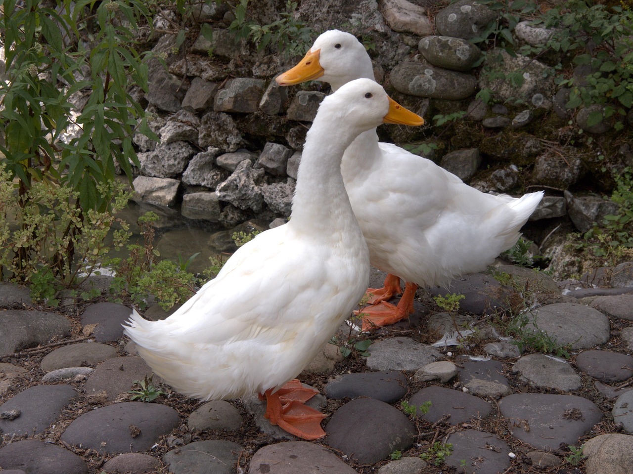 Ducks Birds - Free photo on Pixabay - Pixabay