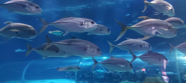 Peixe Aquário Agua - Foto gratuita no Pixabay - Pixabay
