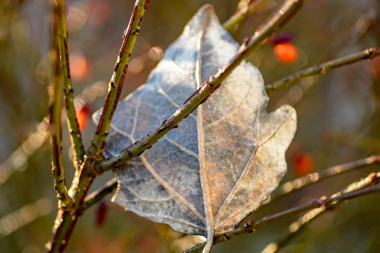 Frost Leaf Branches - Free photo on Pixabay - Pixabay