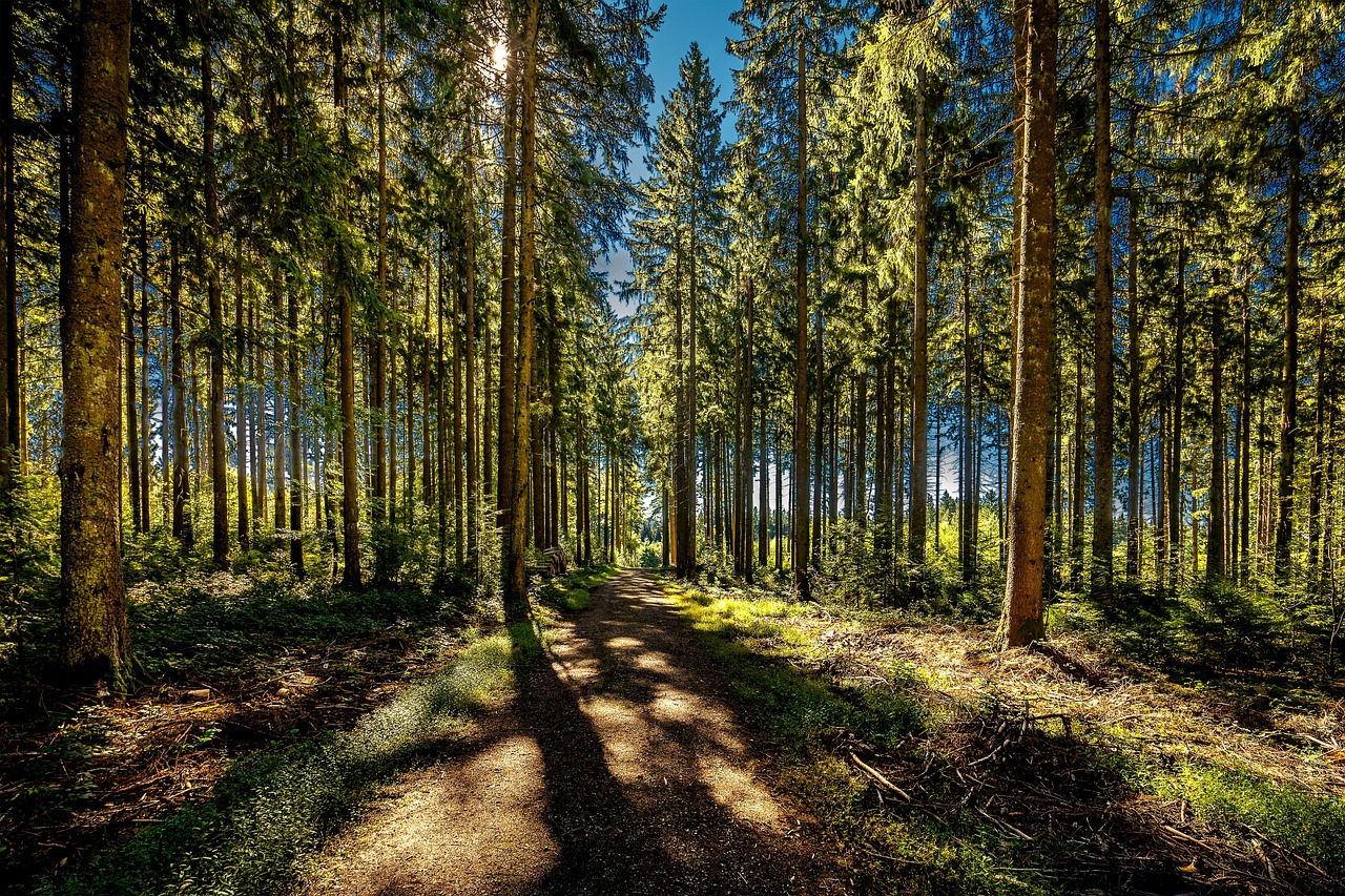 Forêt Des Arbres Nature - Photo gratuite sur Pixabay - Pixabay