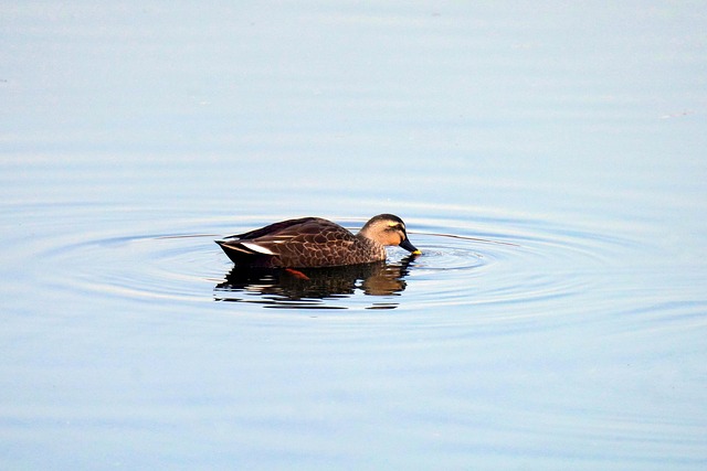 Duck River Waterbird - Free photo on Pixabay