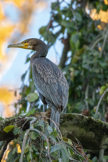 Cormorant Bird Animal - Free photo on Pixabay