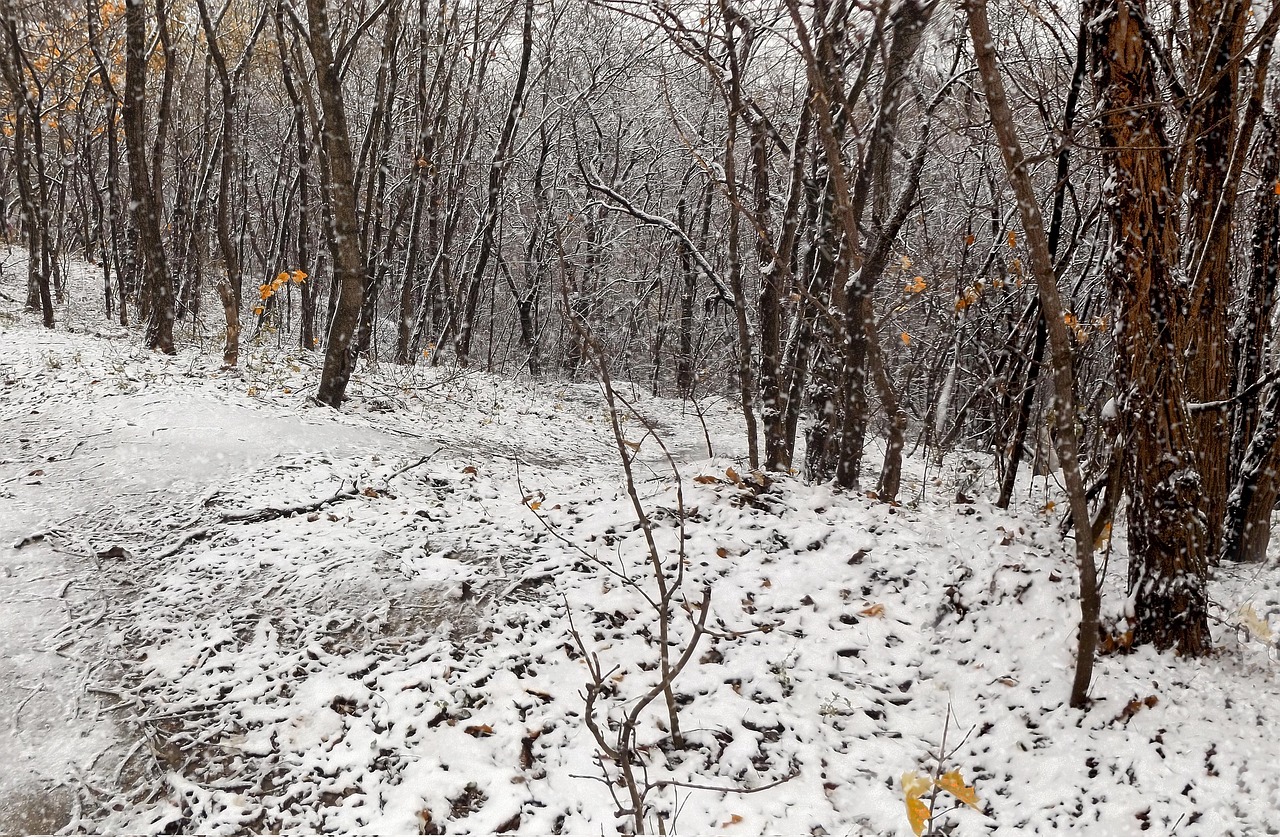 Première Neige Le Parc Automne - Photo gratuite sur Pixabay - Pixabay