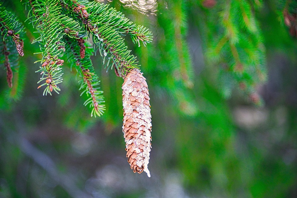 Pine Cone Conifer Forest - Free photo on Pixabay