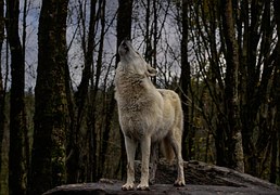 Grey Wolf Timber White - Free photo on Pixabay