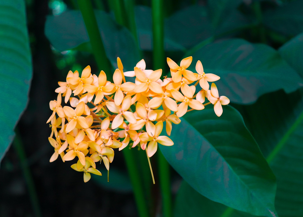 Mini Ixora Flowering Plant Free Photo On Pixabay Pixabay