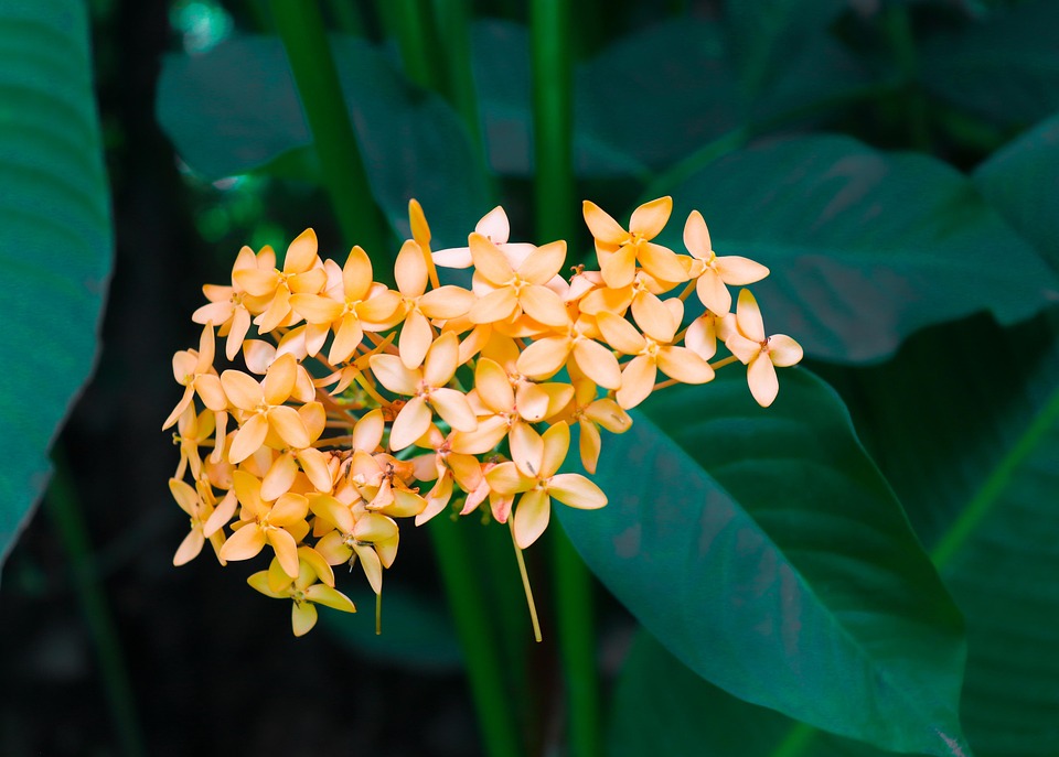 Mini Ixora Flowering Plant - Free photo on Pixabay - Pixabay