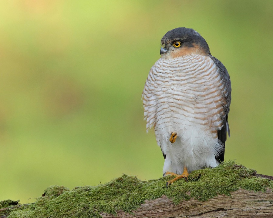 Falcon Bird Animal Of - Free photo on Pixabay - Pixabay