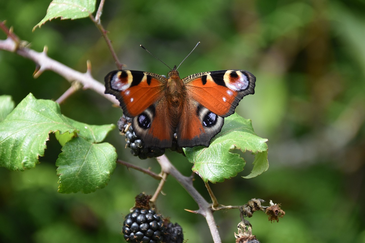 Peacock Butterfly Insect - Free photo on Pixabay