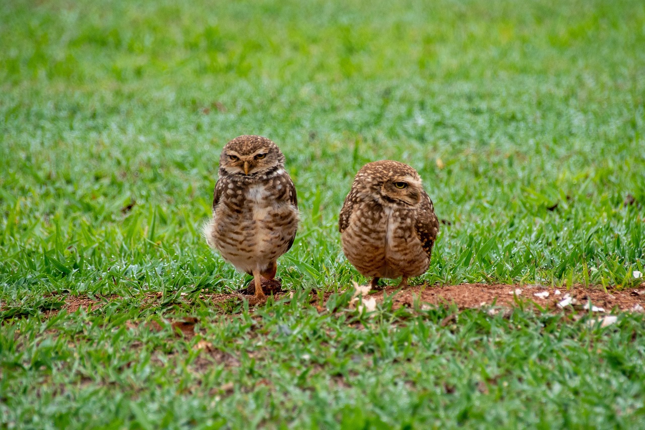 6,000+ Free Burrowing Owls & Owl Images - Pixabay