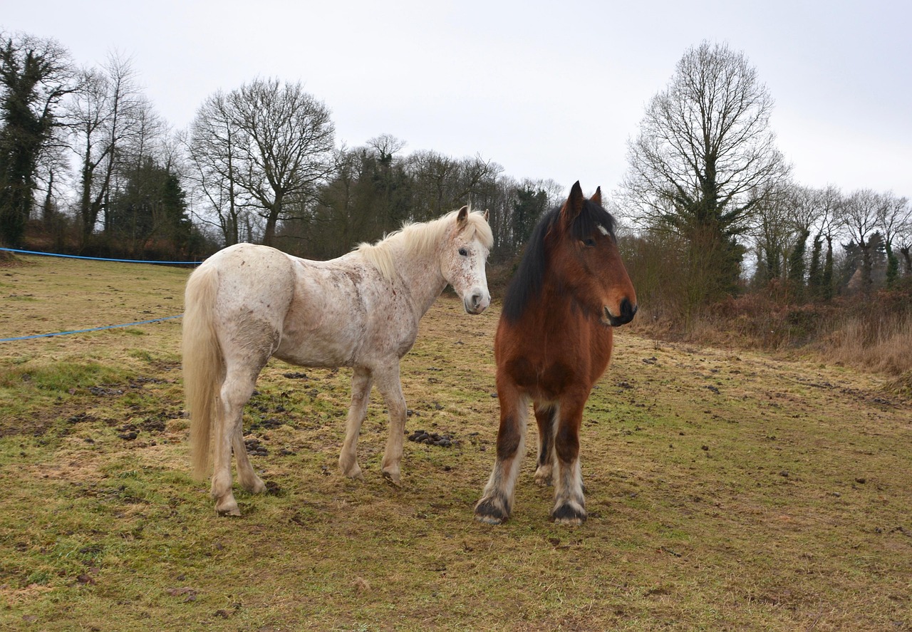 Caballos Equinos Animales Caballo - Foto gratis en Pixabay - Pixabay