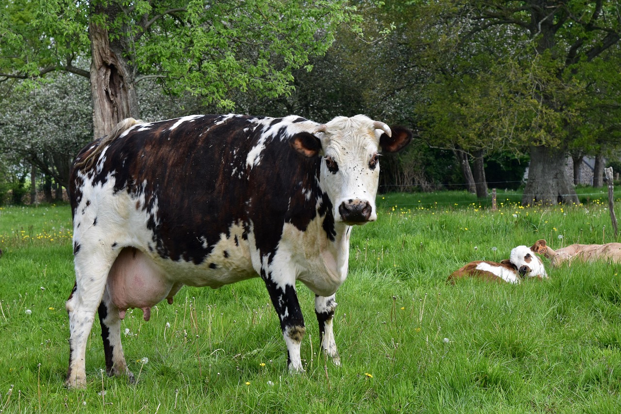 Vaca Ganado Animal - Foto gratis en Pixabay - Pixabay