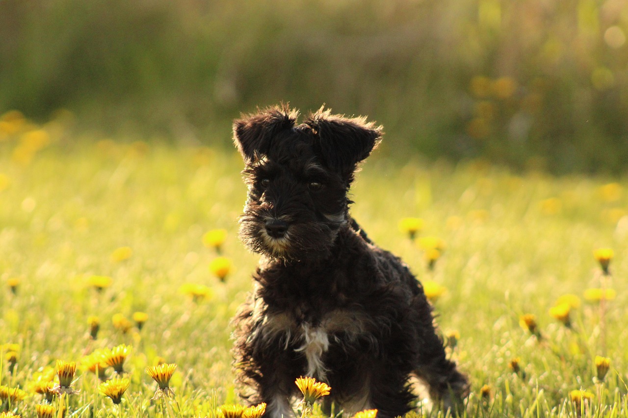 Schnauzer Chiot Chiens - Photo gratuite sur Pixabay - Pixabay