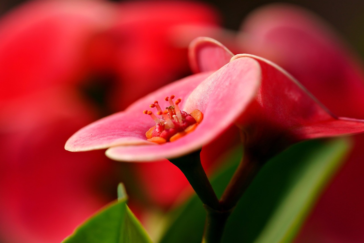 Euphorbia Millii Flower Plant - Free photo on Pixabay - Pixabay