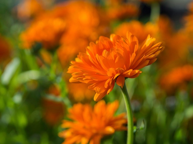 Calendula Fleur Nature - Photo gratuite sur Pixabay - Pixabay