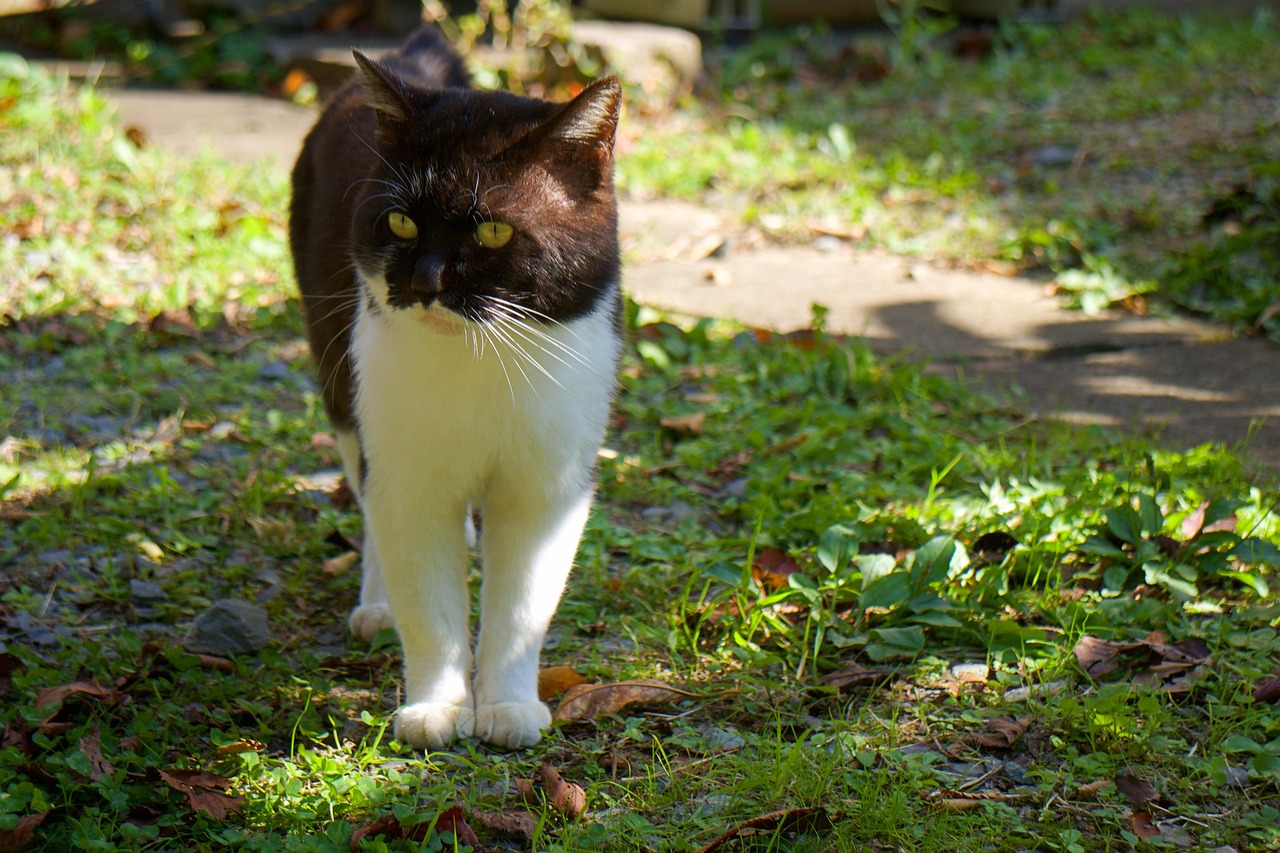 Animal Cat Feline - Free photo on Pixabay