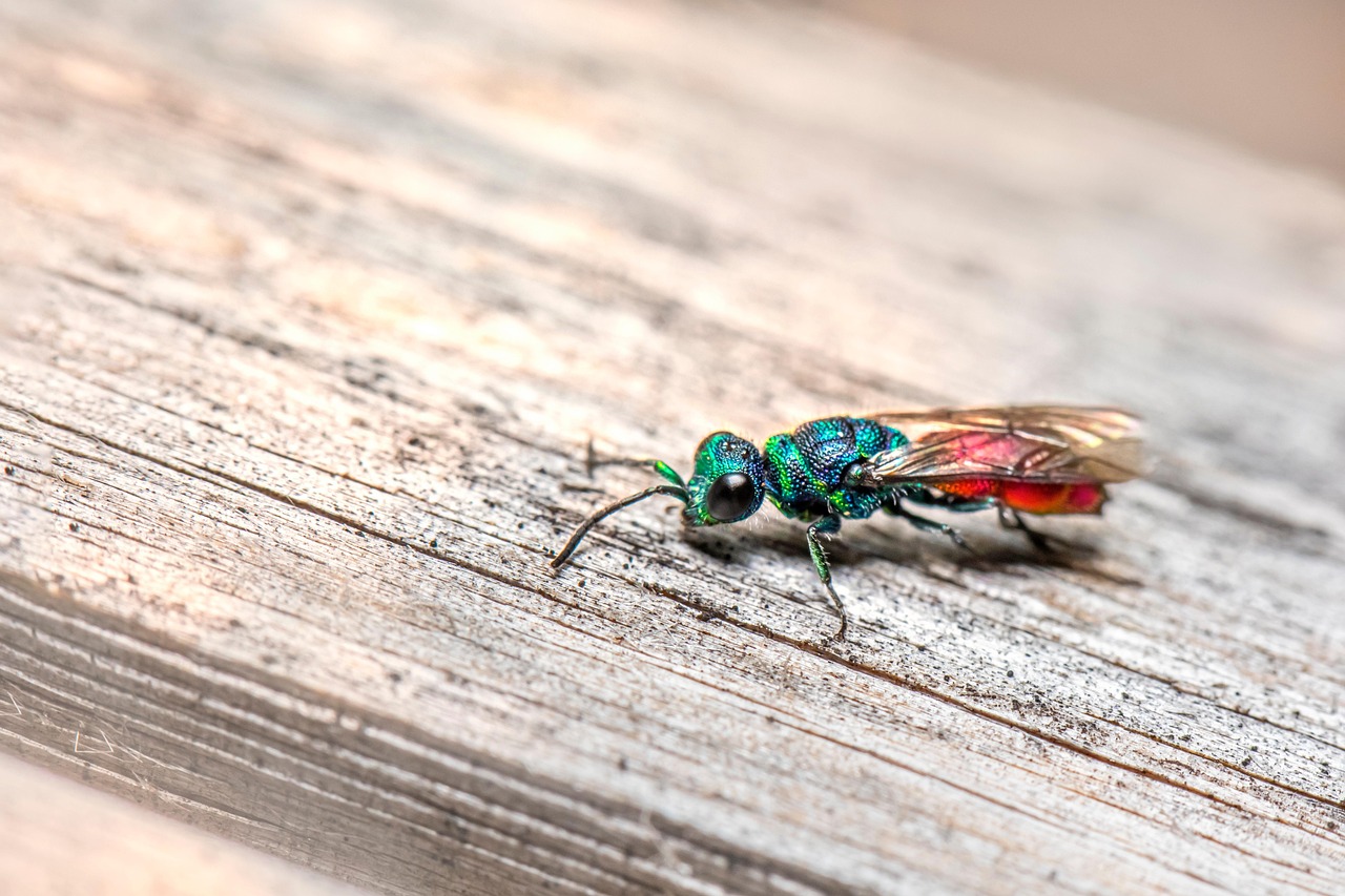 Avispa De Cola Rubí Cuco - Foto gratis en Pixabay
