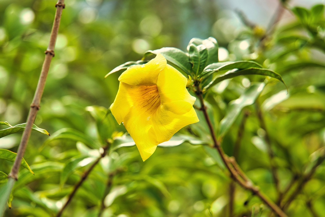 Flower Bloom Blossom - Free photo on Pixabay - Pixabay