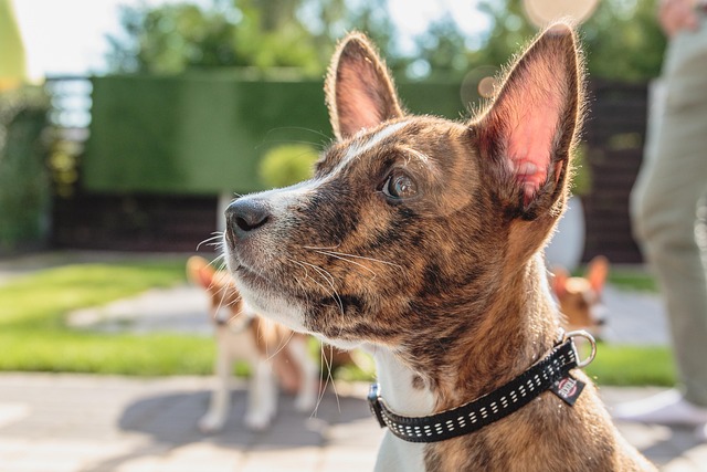 Dog Pet Portrait - Free photo on Pixabay