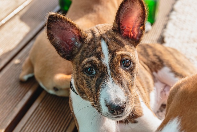 Dog Pet Portrait - Free photo on Pixabay - Pixabay