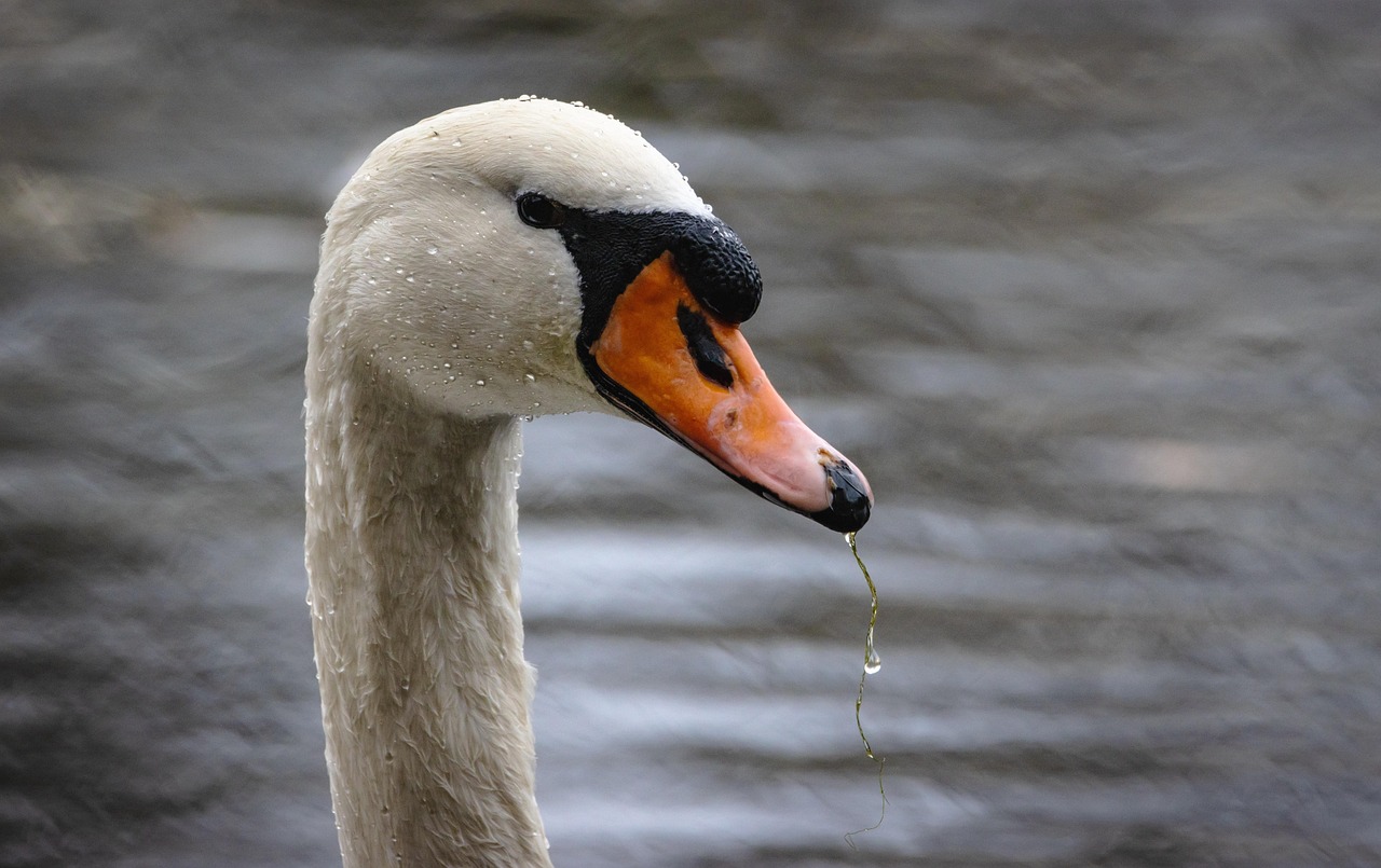 10,000+ Free Swan & Nature Images - Pixabay