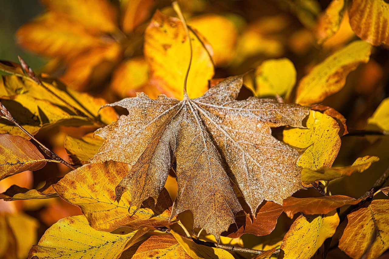 Feuilles D'Automne Givre - Photo gratuite sur Pixabay - Pixabay