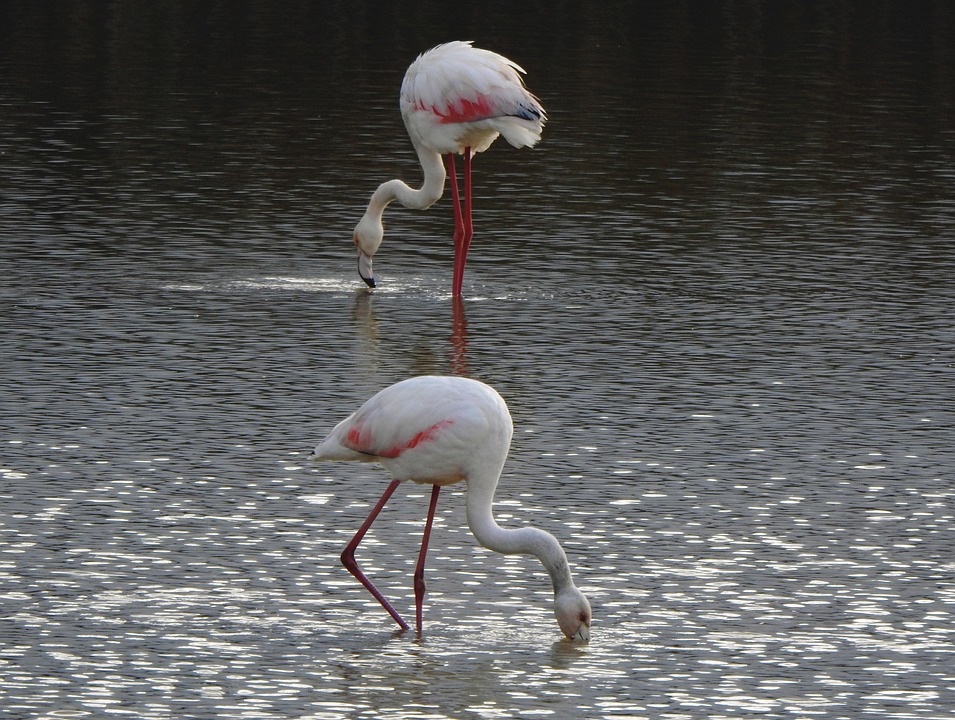 Flamingos Birds Animals - Free photo on Pixabay