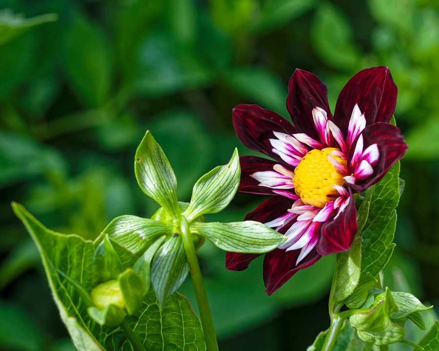 Flower Plant Garden - Free photo on Pixabay